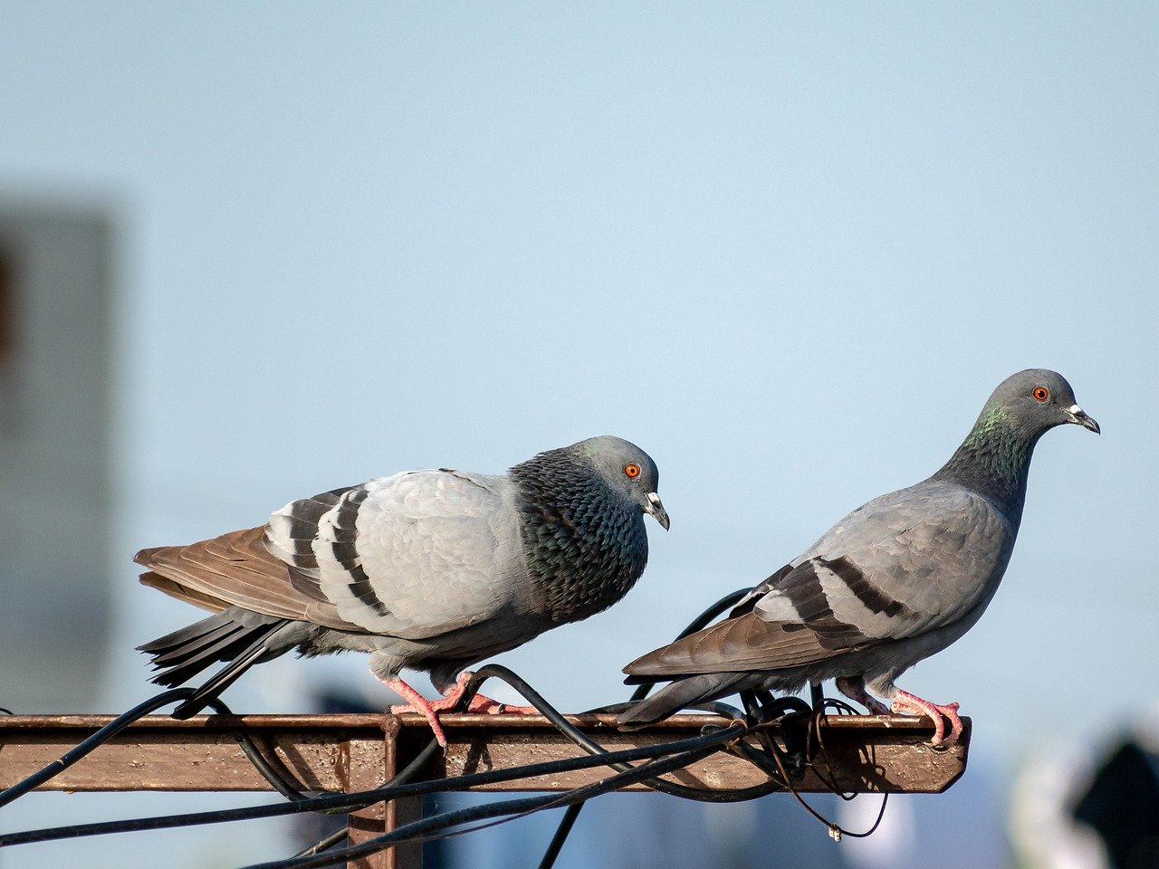 How to Best Deal With A Pigeon Infestation on Your Roof — Whitmore Pest ...
