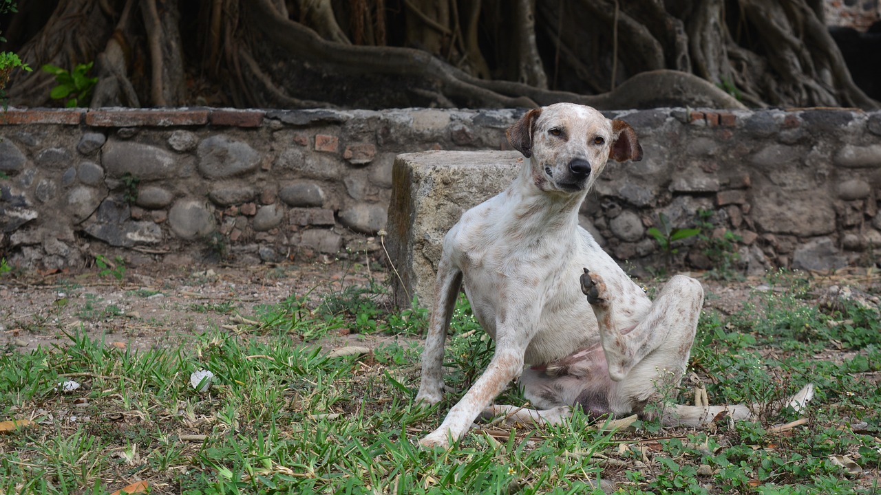 Information about Fleas and Diseases They Carry — Whitmore Pest ...