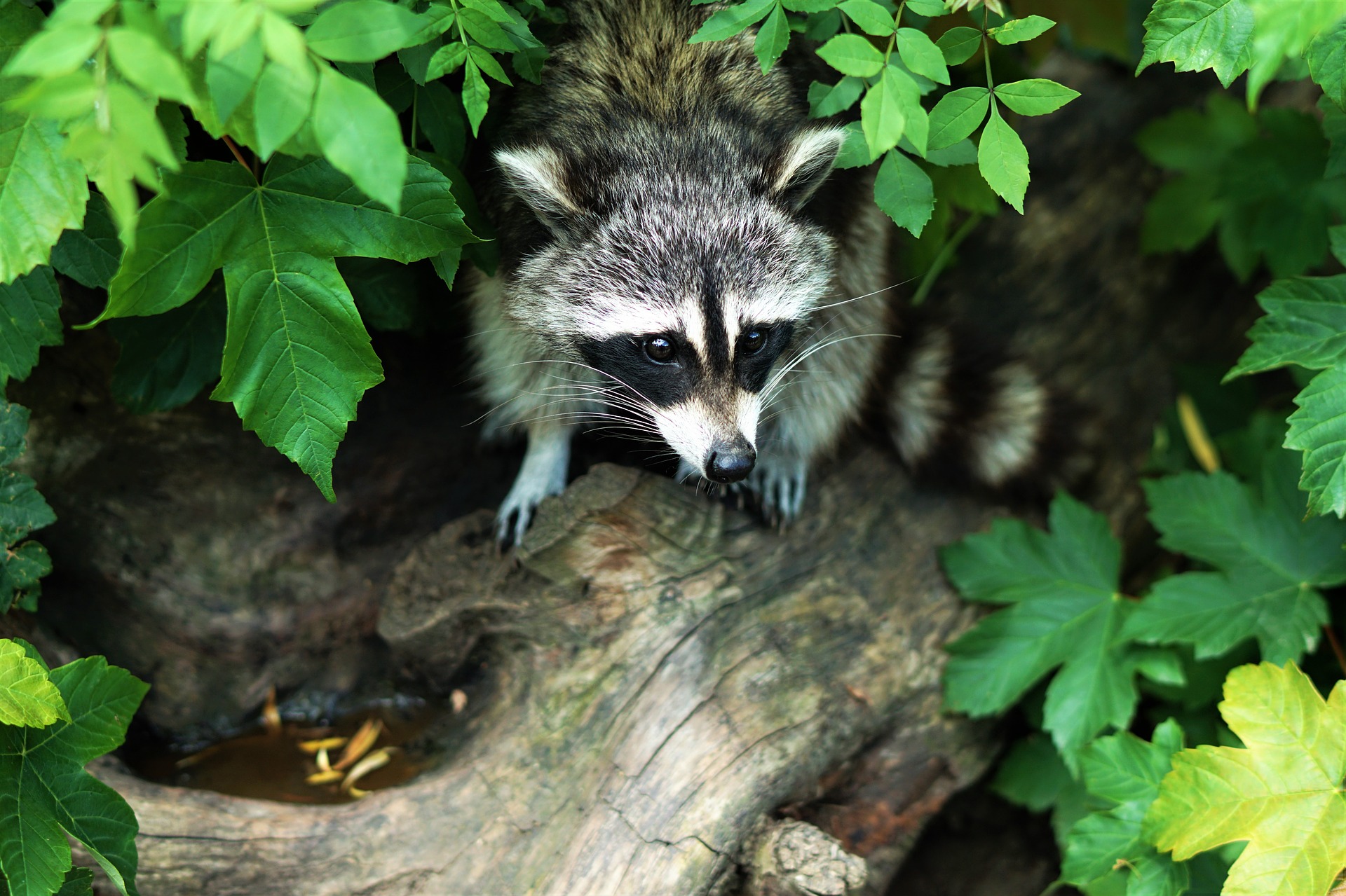 Tips for Removing Dead Animals Near You — Whitmore Pest & Wildlife ...