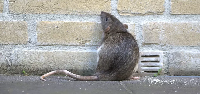 Rodents List: Identify Common Rodents with This Complete List ...