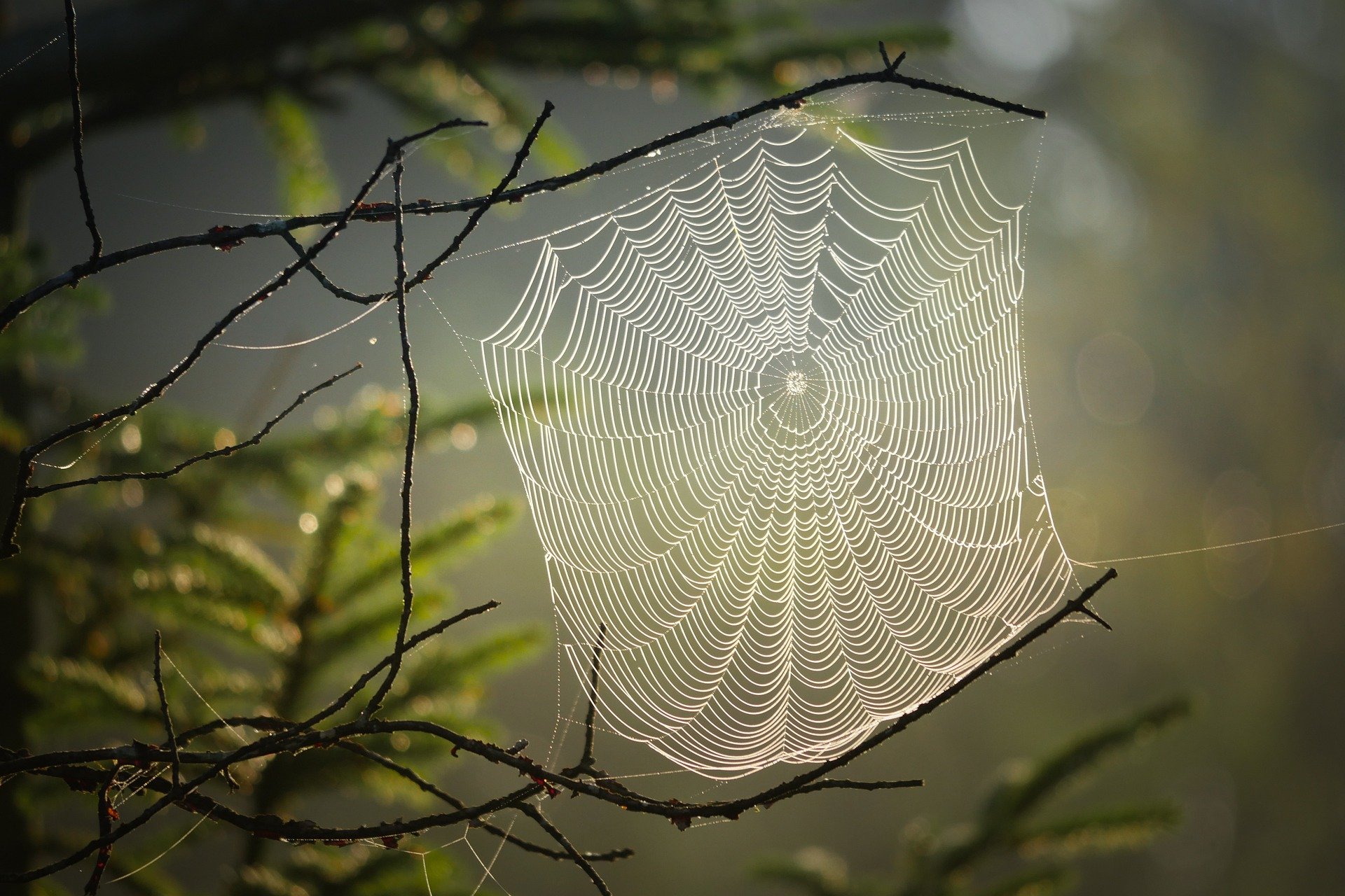 4 Common Species of Colorado House Spiders — Whitmore Pest & Wildlife ...