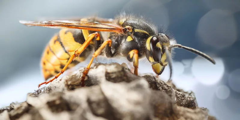 Tell-tale Signs of Wasp Infestation and What You Need to Do — Whitmore ...