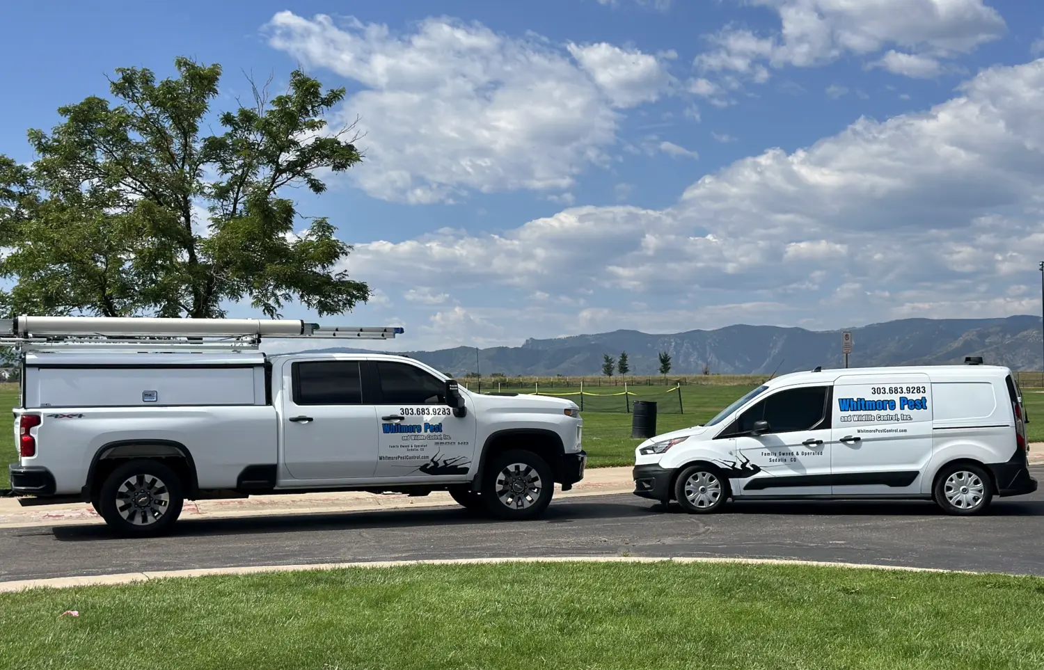 Bat Removal Services in Denver | Whitmore Pest Control