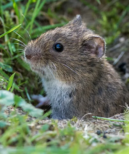 Vole Vs Mouse