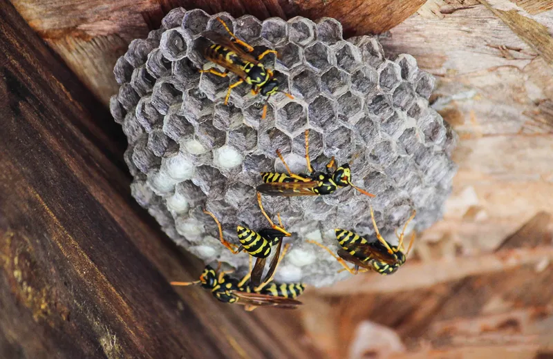 A Closer Look into the Different Types of Colorado Wasps — Whitmore ...