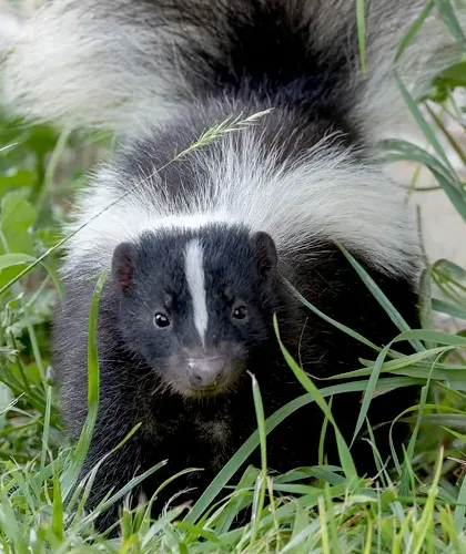 Your House Smells like Skunk? Here are 4 Ways to Get Rid of the Skunk ...