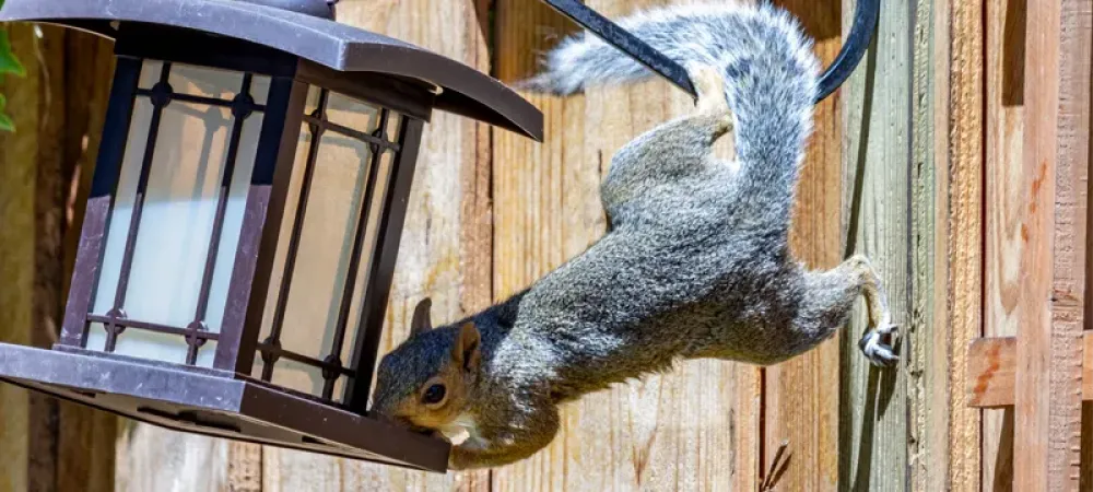 Do Squirrels Take Fall Damage? The Answer from an Expert — Whitmore ...